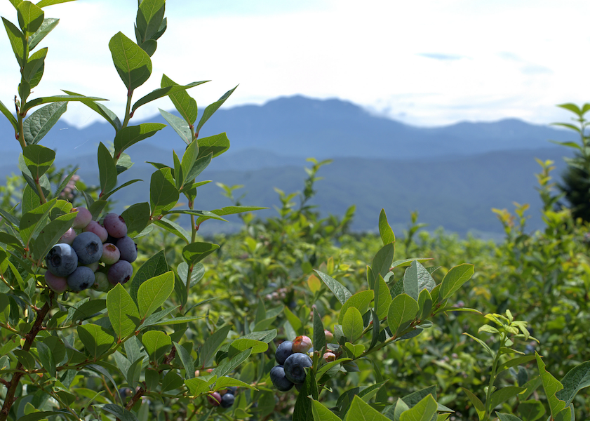Berry People's Peruvian blueberries available late summer, fall, winter